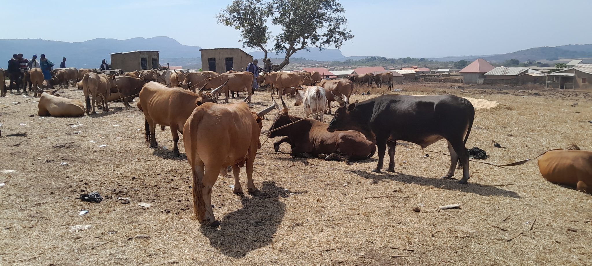 Foutah : Les vendeurs de bétails frappés de plein fouet par la crise ...