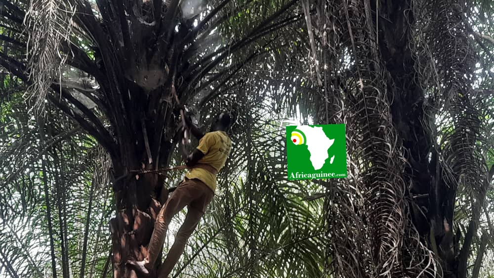 Boké/Kanfarandé : A la découverte de Kanoff, une île en manque de tout ...