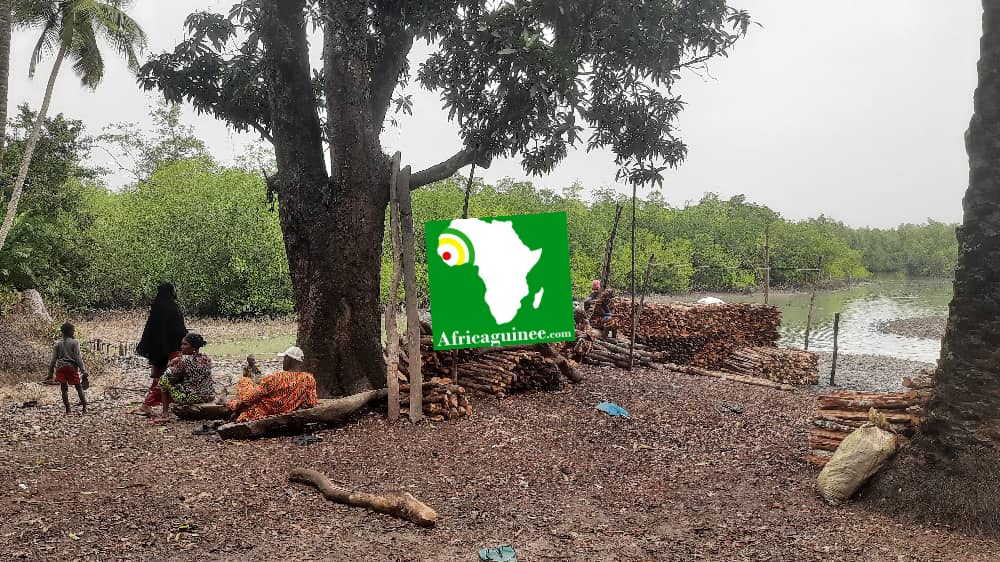 Boké/Kanfarandé : A la découverte de Kanoff, une île en manque de tout ...