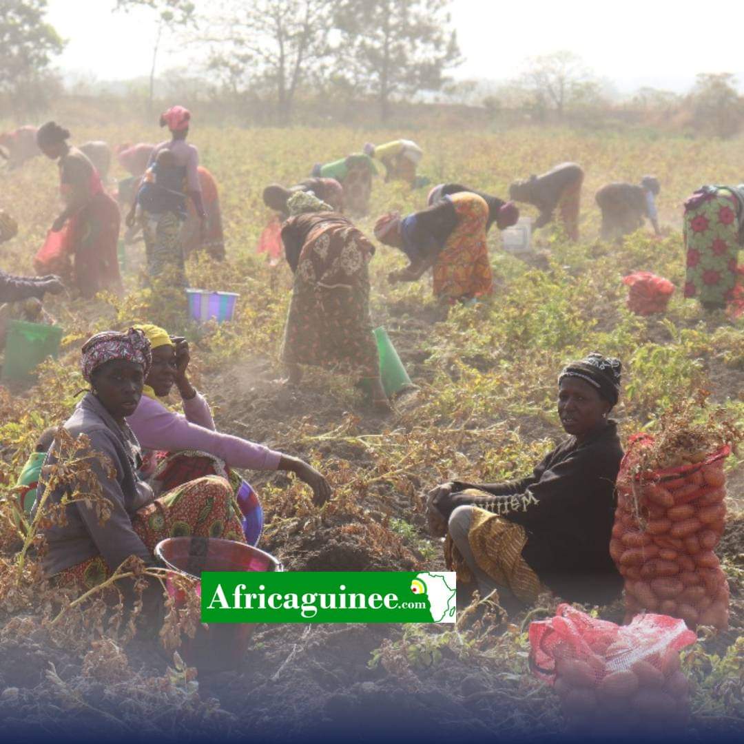 Immersion à Timbi-Madina : Sur les pas des producteurs agricoles en ...
