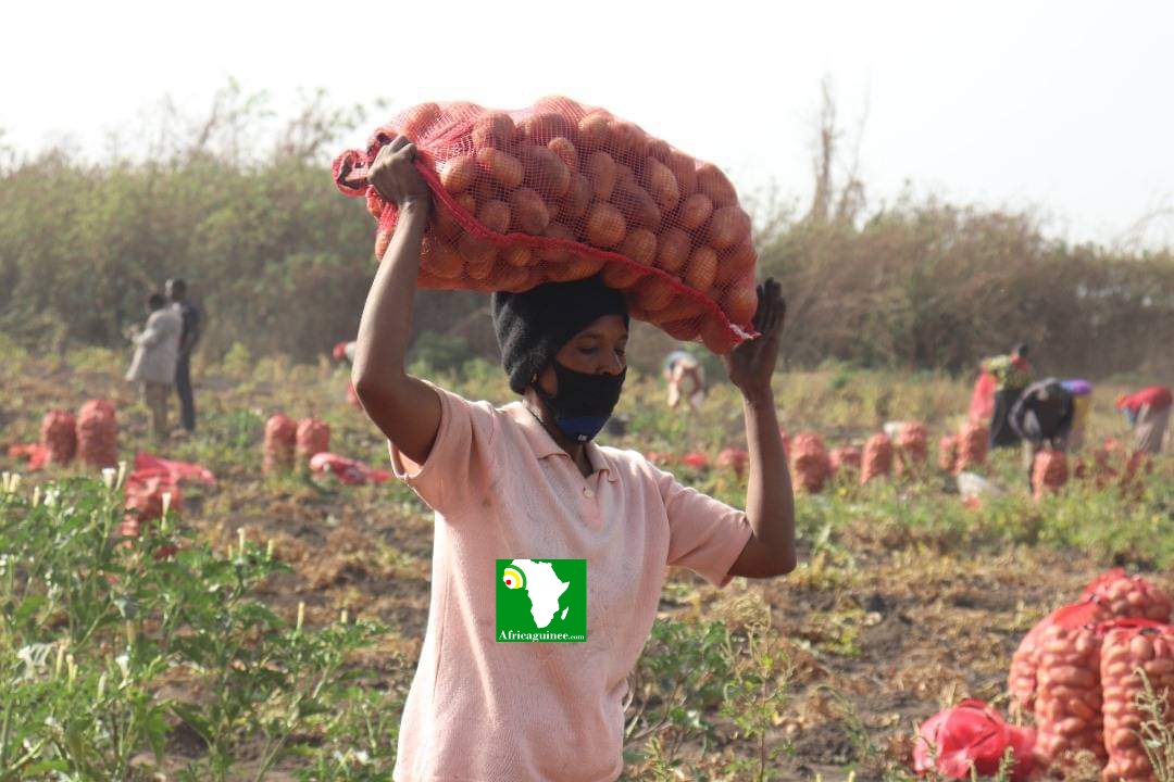 Immersion à Timbi-Madina : Sur les pas des producteurs agricoles en ...