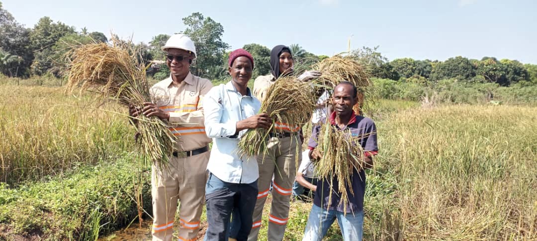 Succès agricole à Sangarédi : Des jeunes transforment les bas-fonds en ...