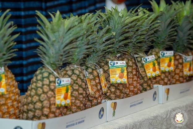 Nouvelle ère pour le patrimoine guinéen : L’Ananas « Baronne » et le ...